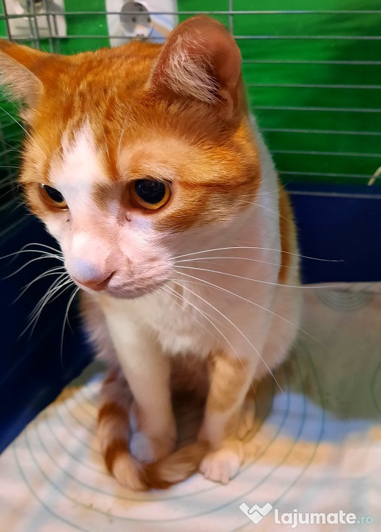 Juju pisica motan castrat roscat adoptie