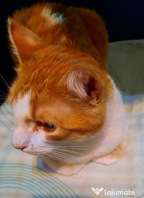 Juju pisica motan castrat roscat adoptie