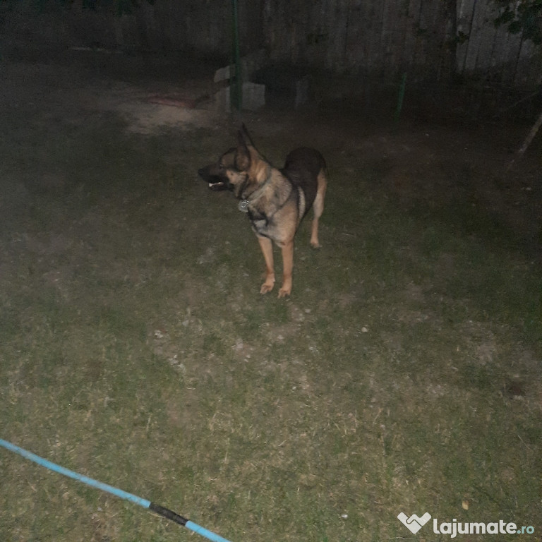 Caine lup,metis ciobănesc german cu ciobănesc belgian