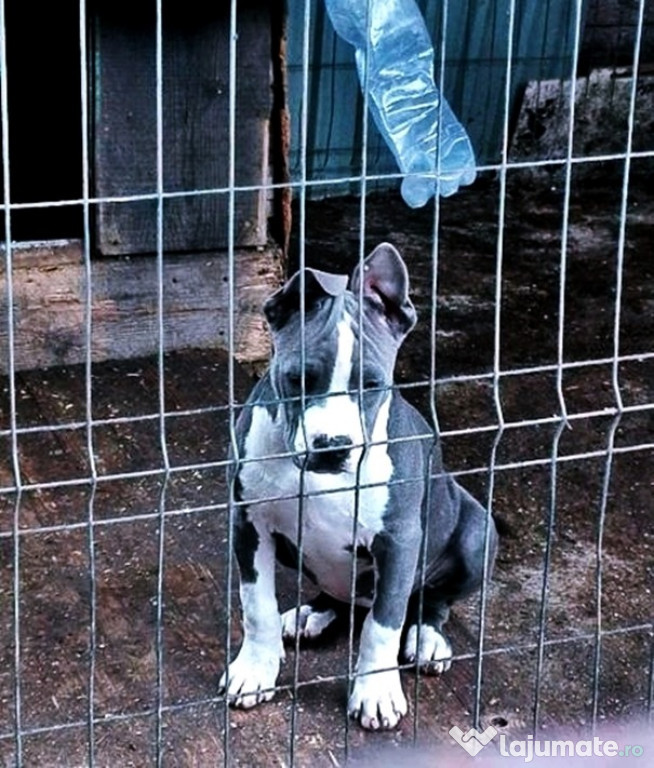 Femela amstaff blue, bully type