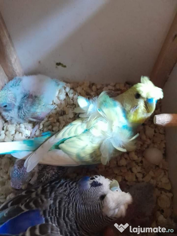 Diverse rase de papagali