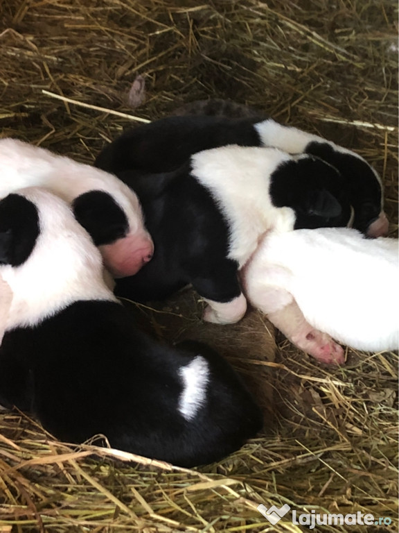 Pui de Ciobănesc de Asia Centrala