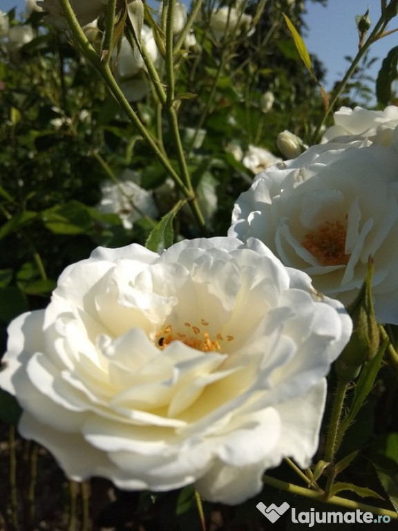 Trandafir port inalt, pomisor, tip copac; pomi