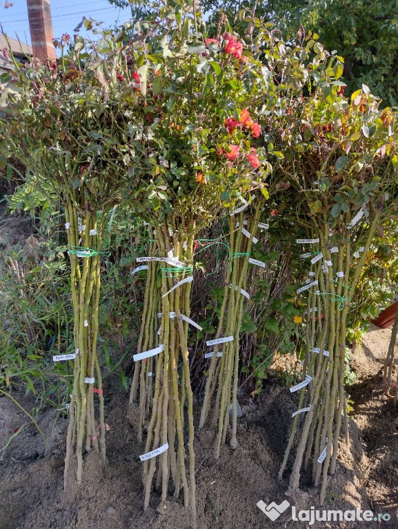 Trandafir port inalt, pomisor, tip copac; pomi