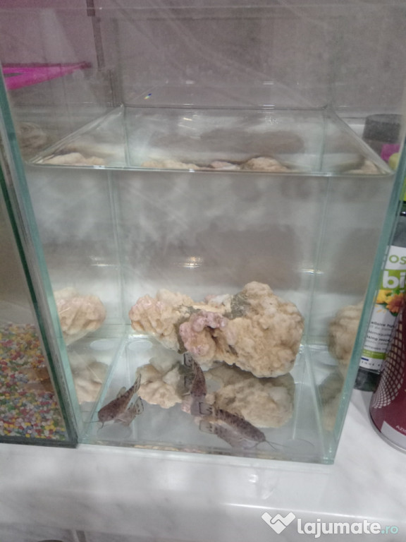 Casă spațioasă balș, olt - centrul vechi