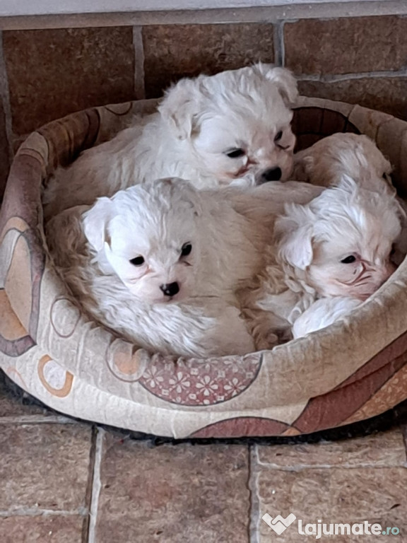 Motor tractor fiat Iveco în 6 DT 1010