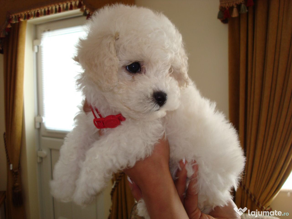 Vaca metis bruna de maramures