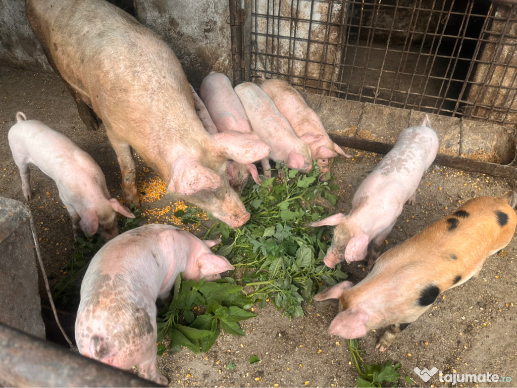 Pompa hidraulica cu roti dintate de dbit mare