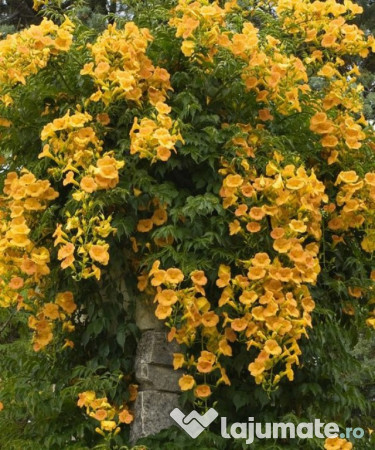 Pipa turcului/¢£, 20 lei - Lajumate.ro